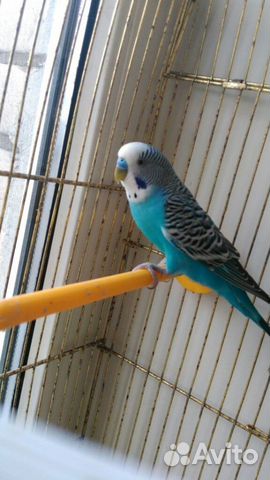 Волнистые попугаи ищут дом