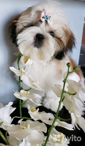 Щенки Ши-тцу