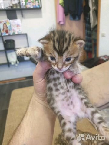 Котята.Мальчик и девочка.13.05.2019 без документов