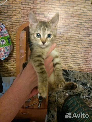 Сибирская кошечка