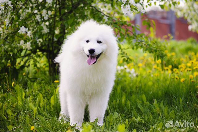 Шикарный мальчик Умка Любимец Фортуны