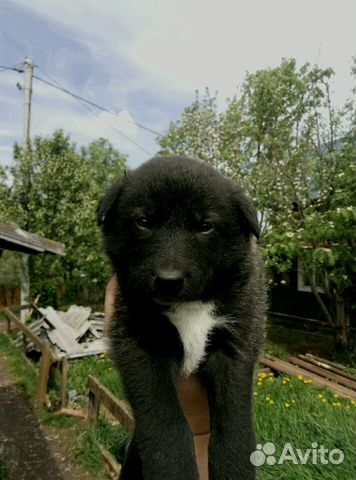 Щенята
