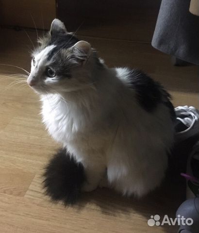 Кошка
