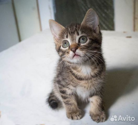 Крохотная киска в добрые руки