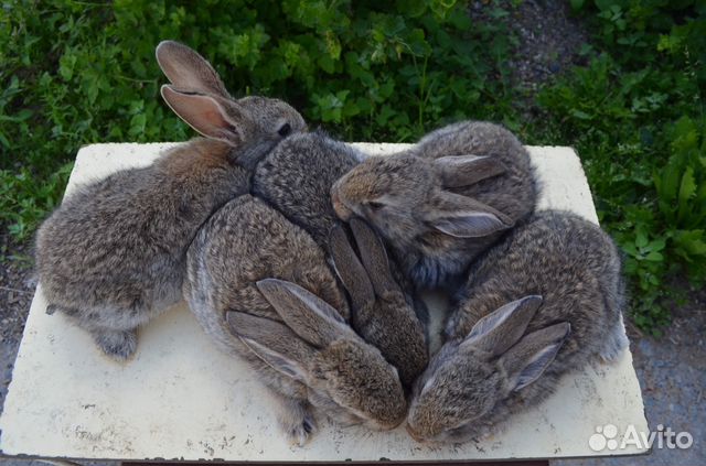 Крольчата Ризены