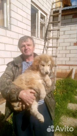 Щенята голден ретривер и хаски