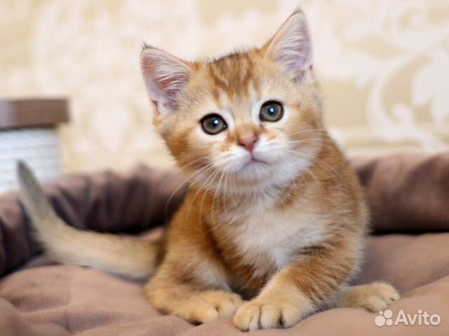 Элитный котик страйт золотая шиншилла ny 11