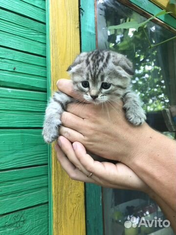 Смесь шотландца и обычной дворовой кошки