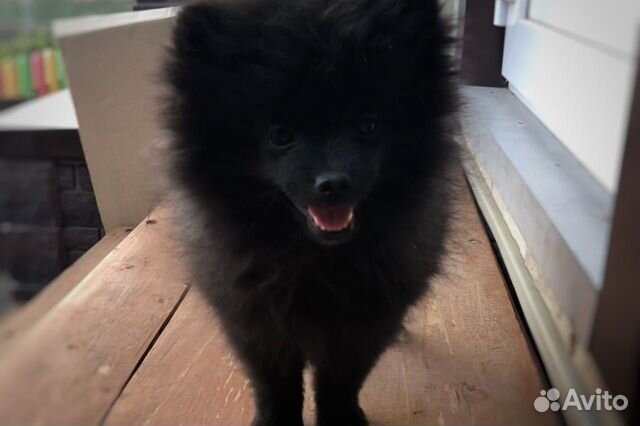 Немецкий шпиц