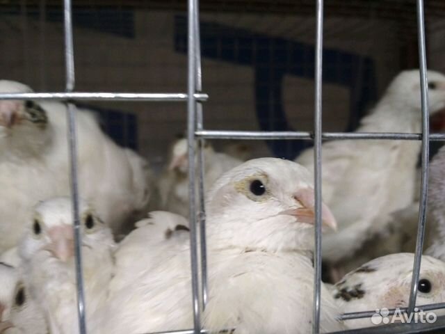 Перепела Техас (мясной) суточные и взрослые.яйцо