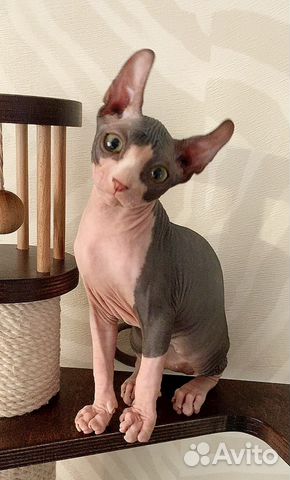 Эльф очаровашка