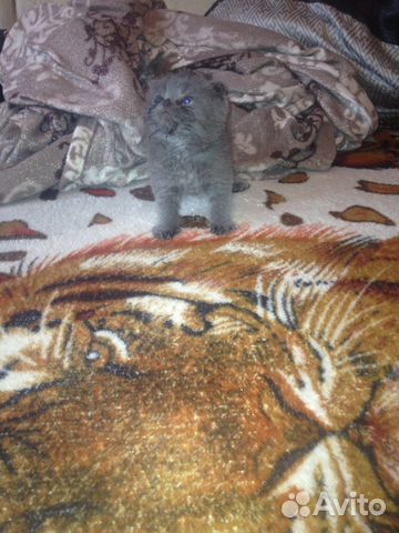 Котята Шотландские вислоухие