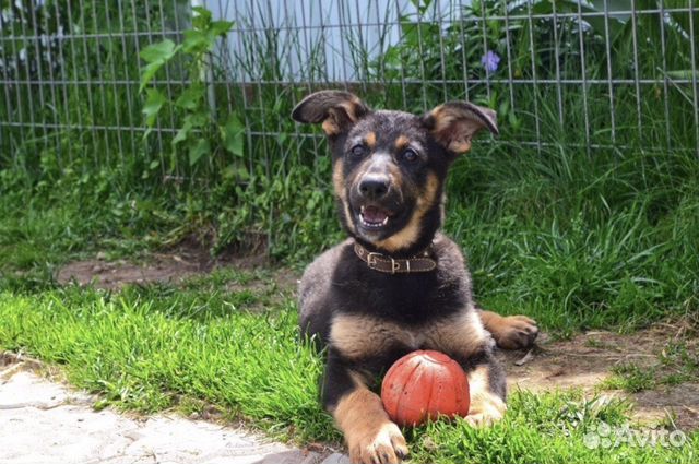 Вишенька, щенок