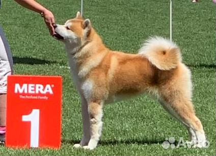 Вязка акита-ину кобель