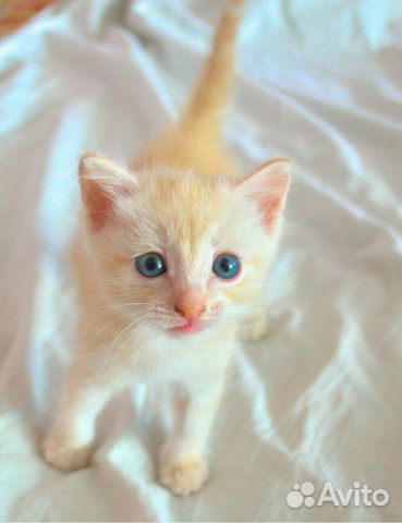 Сибирский рыжий котик