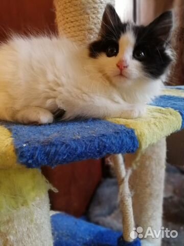 Котёнок девочка 2,5 мес в добрые руки