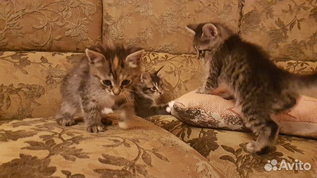 Котята помесь мейн-куна и сибирской