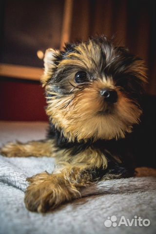 Шикарные щенята йоркширского терьера