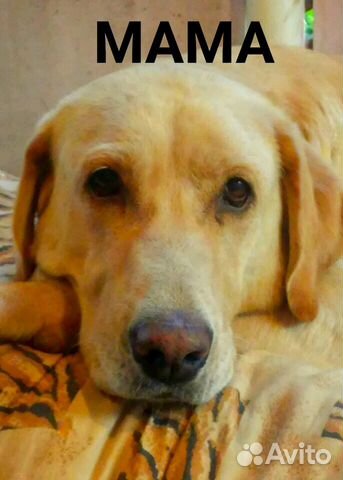 Щенки лобродора