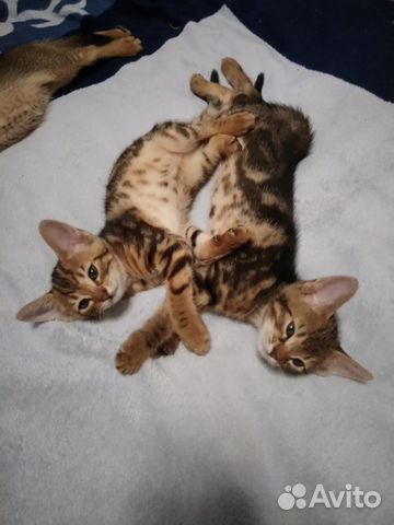 Котёнок Чаузи F5 (3 месяца)