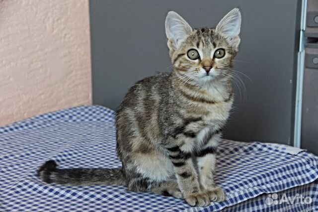 Котенок (Калифорнийская спенглед (сияющая)