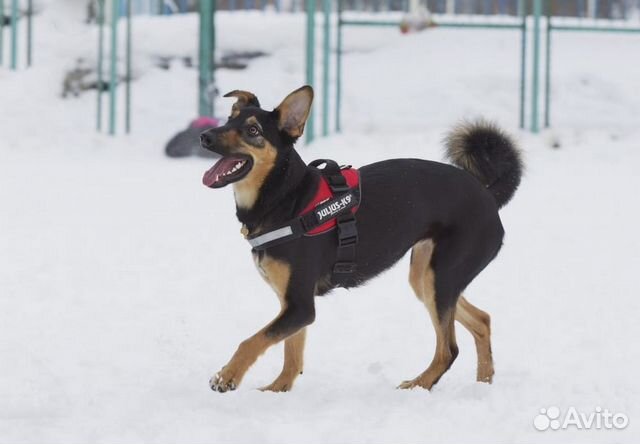 Молодая, шикарная Алиса в поисках дома
