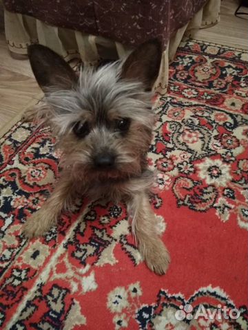 Пропала собака