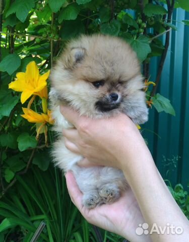 Маленькие солнышки шпицули