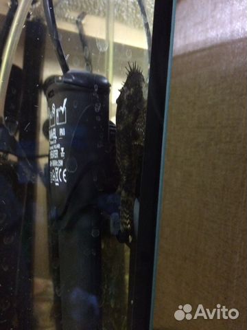 Анциструс сом прилипала