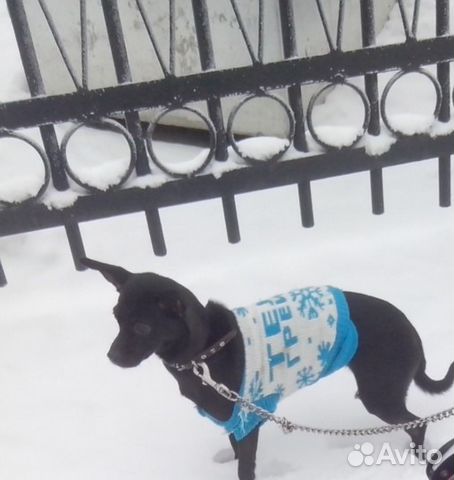 Щенки пинчера