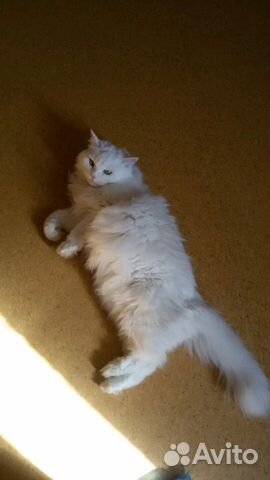 Зеленоглазая белая кошка