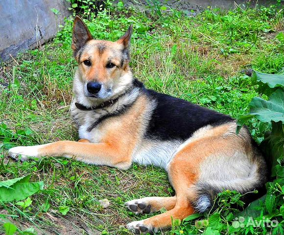 Красивейший овчар 5 лет, в добрые руки