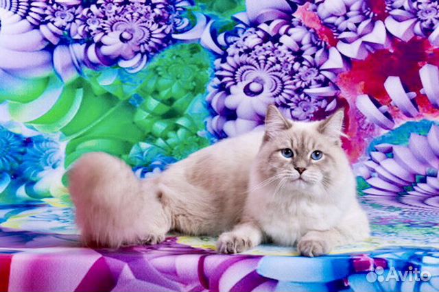 Шикарный молодой кот