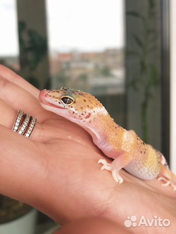 Эублефар hypo