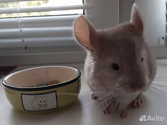 Шиншилла Бежевая Девочка