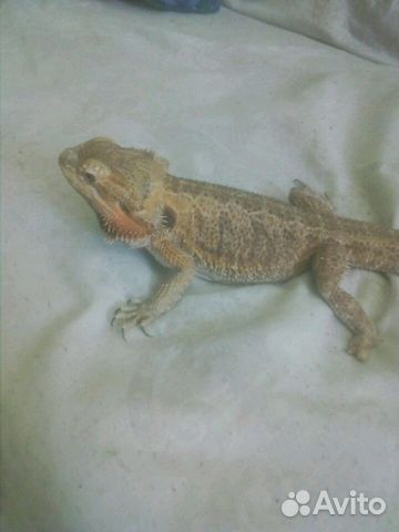 Бородатая агама