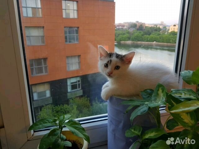 Очаровательные малыши ищут дом