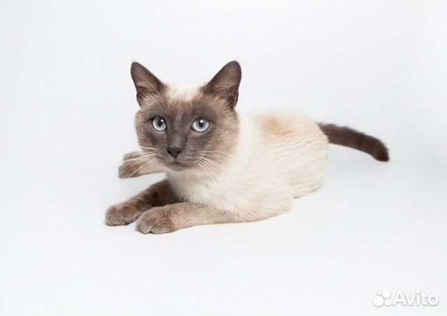 Котик Альнаир ждёт маму и папу