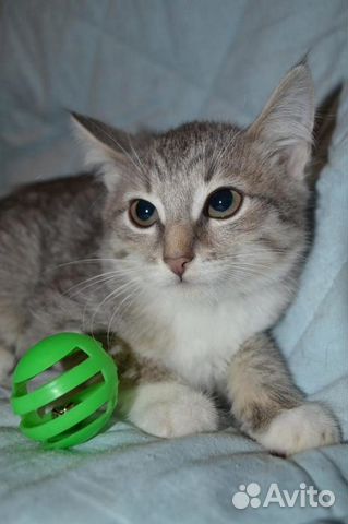 Мраморная, плюшевая девочка - котенок ищет дом