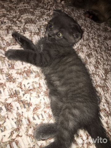 Клепа ищет дом