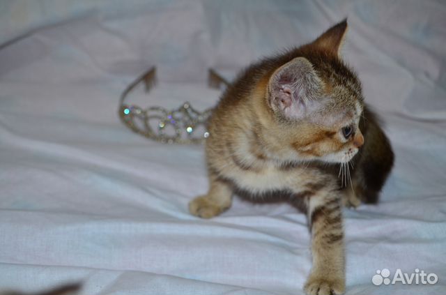 Тикированные девчата