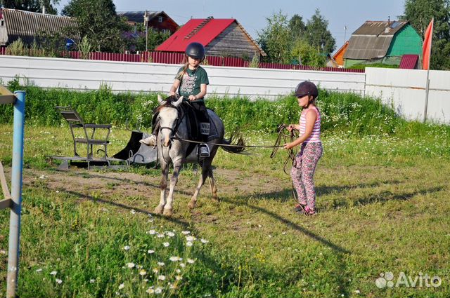 Продам уэльских кобыл