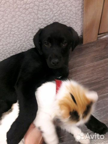 Лабрадор щенки ретривер щенок