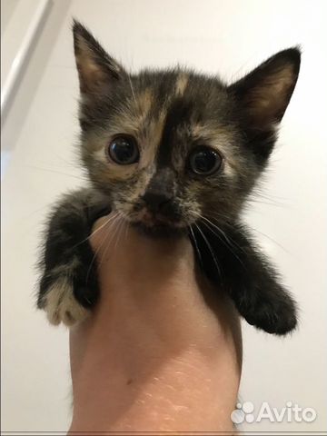 Отдам малышей в добрые руки