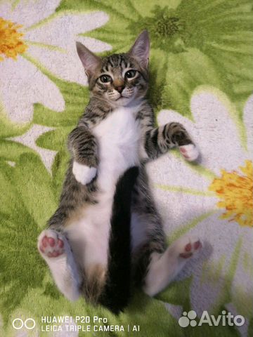 Котята