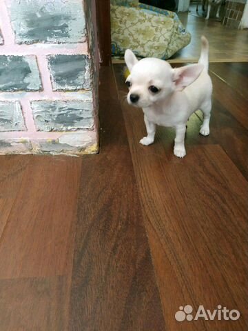 Девочка чихуашечка