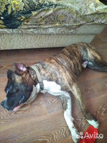 В добрые руки