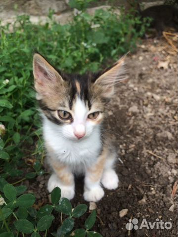 Счастье в ваш дом