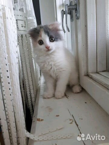 Котята