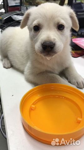 Отдам щенка найдёныша, девочка